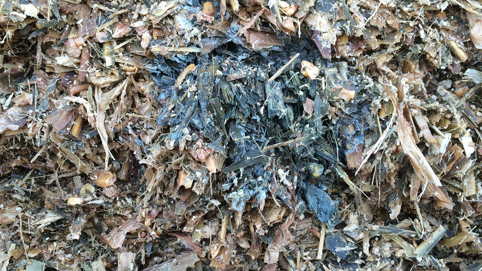 Mycotoxin Information - Alltech