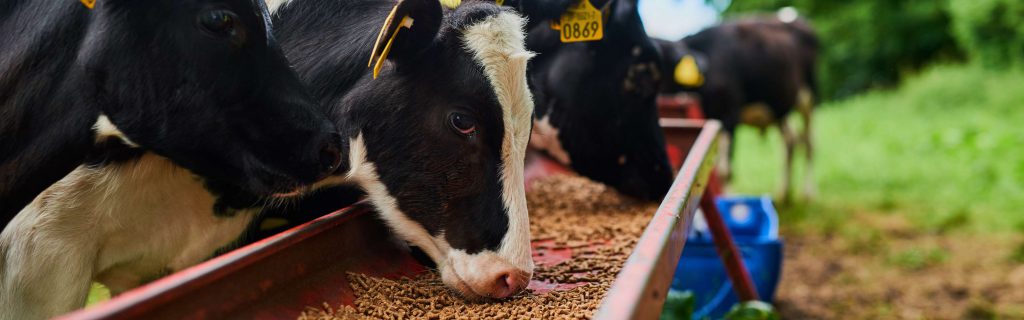 Are mycotoxins really dangerous for dairy cows? - Alltech