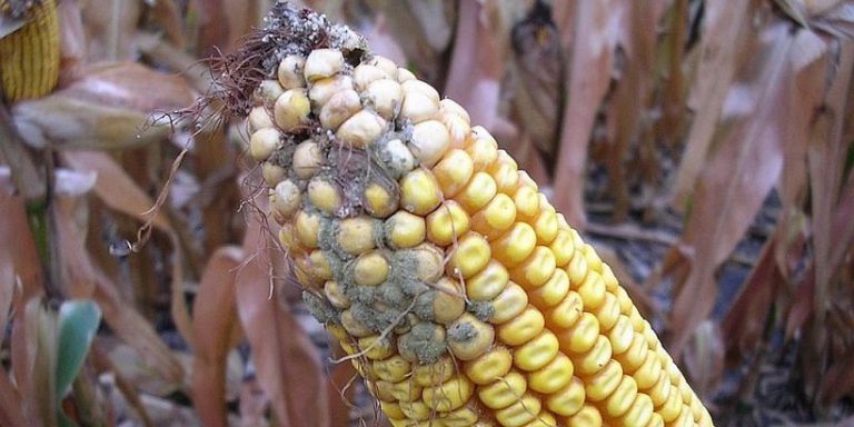 Mycotoxin Information - Alltech