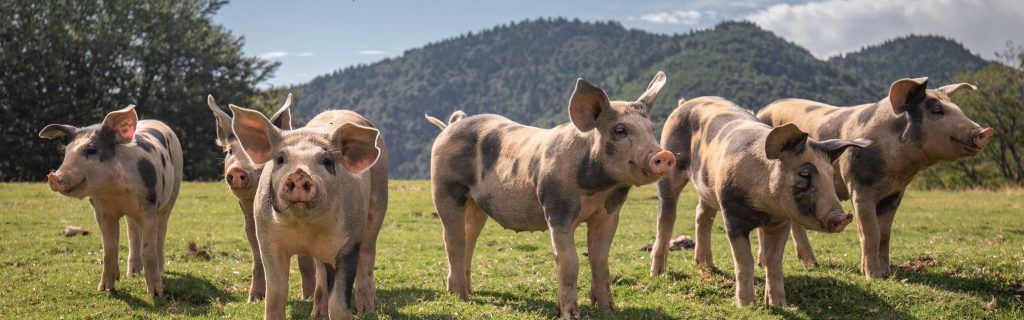 What do pig producers need to know from harvest 2021? - Alltech
