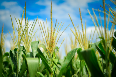 Climate change and mycotoxins: untangling a complex web - Alltech