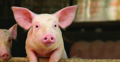 The impact of mycotoxins on swine - Alltech