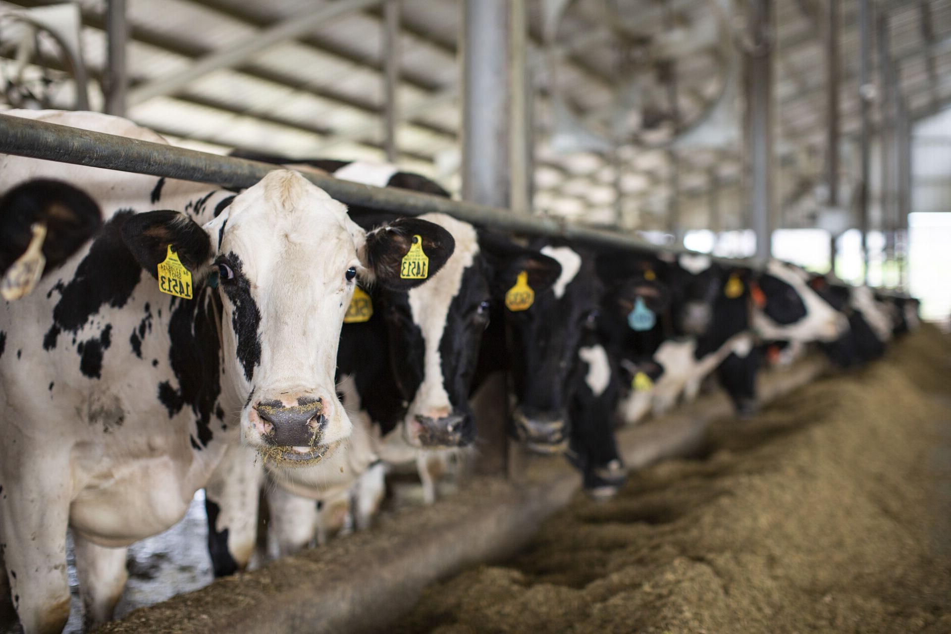 Alltech 37+ - Alltech