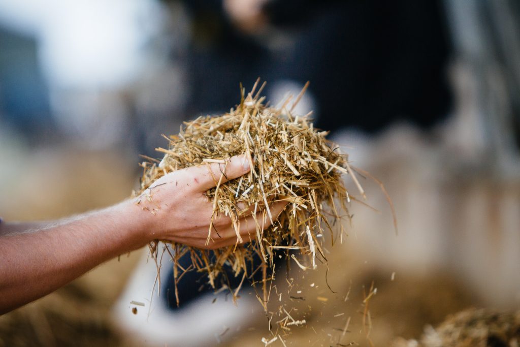 Uncovering the mycotoxin risk in straw - Alltech