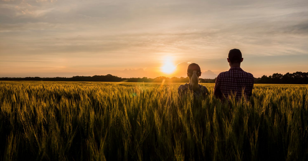 Climate change and mycotoxins: Untangling a complex web - Alltech