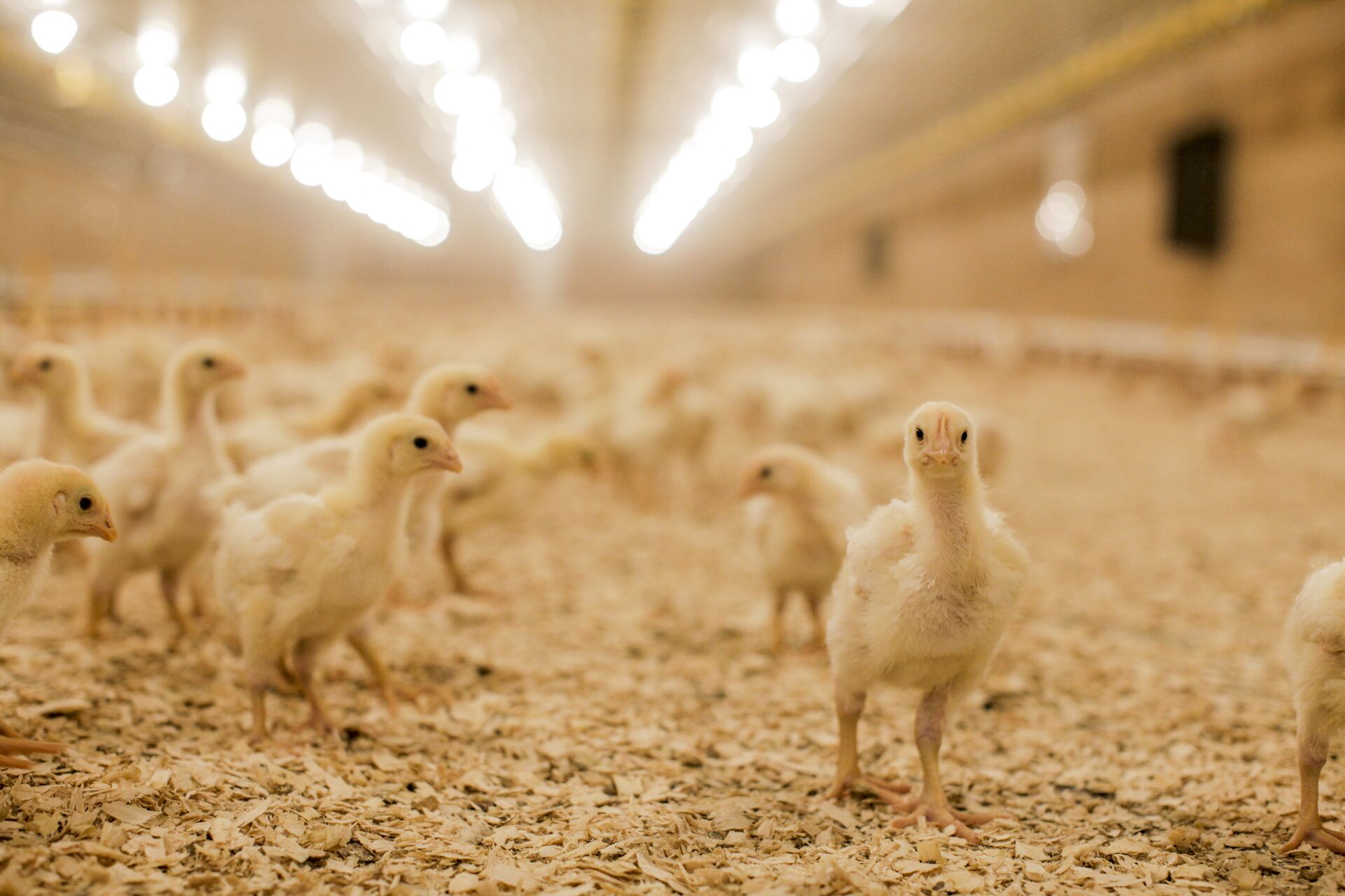 How mycotoxins threaten bird health and performance - Alltech