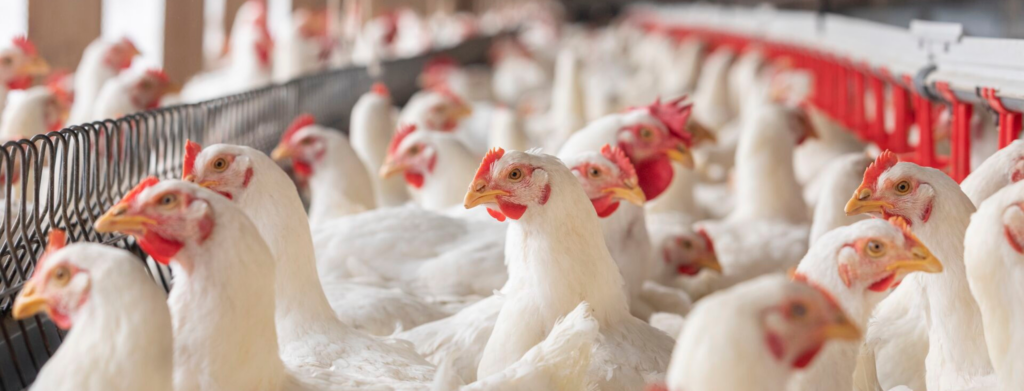 Understanding mycotoxin risk and the impact on egg and chick quality ...
