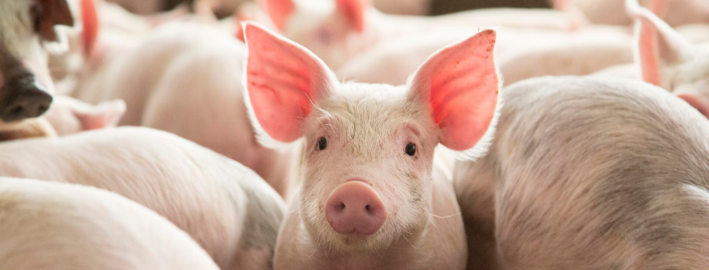The relationship between mycotoxins and pathogens in pigs - Alltech