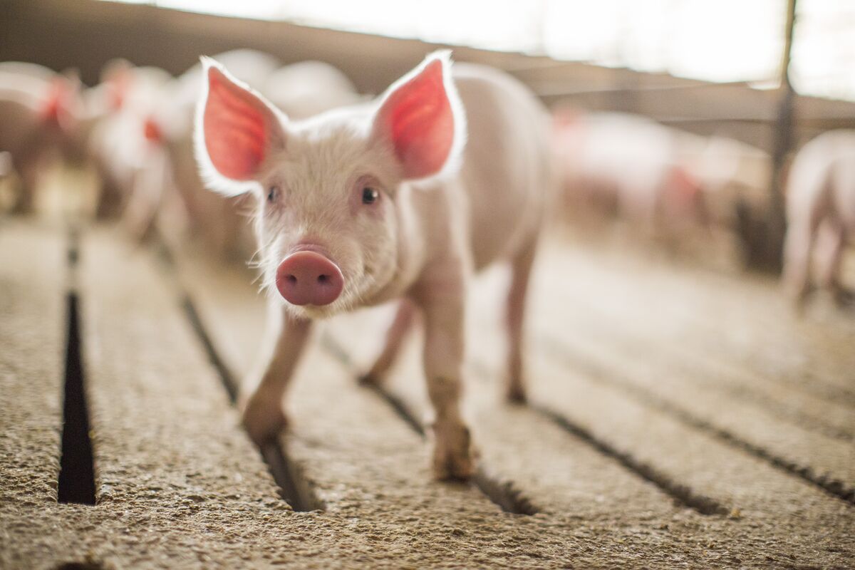 Mycotoxin control: A view from the field - Alltech